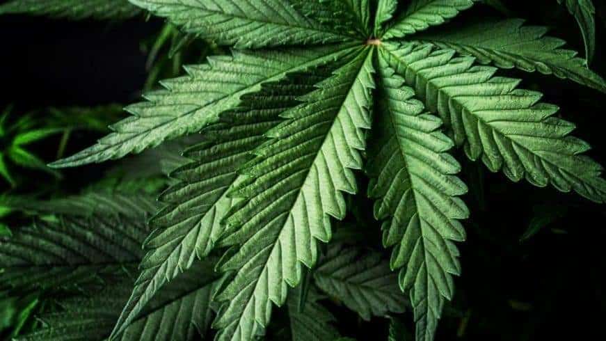 How To Consume Marijuana Without Smoking - Icy Tales